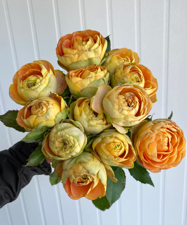Helios Garden Rose (Ca-Grown) - 12st. - Ramirez Wholesale Flowers Inc
