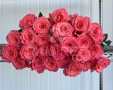 Amsterdam Roses - 25st. - Ramirez Wholesale Flowers Inc