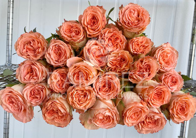 Country Home Roses - 25st. - Ramirez Wholesale Flowers Inc