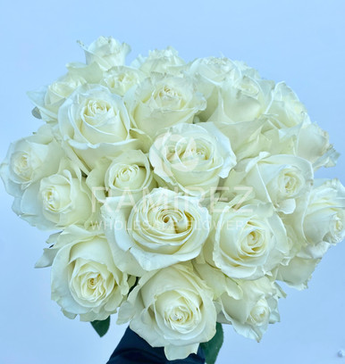 Polar Star White Rose