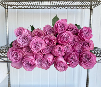 Queens Crown Roses - 25st. - Ramirez Wholesale Flowers Inc