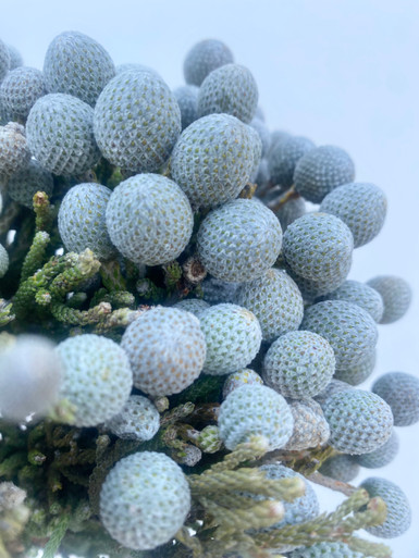 Silver Brunia - 10st + - Ramirez Wholesale Flowers Inc