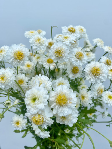 Fever Few Daisies (Snowflake) CA-Grown - 10st. - Ramirez Wholesale ...