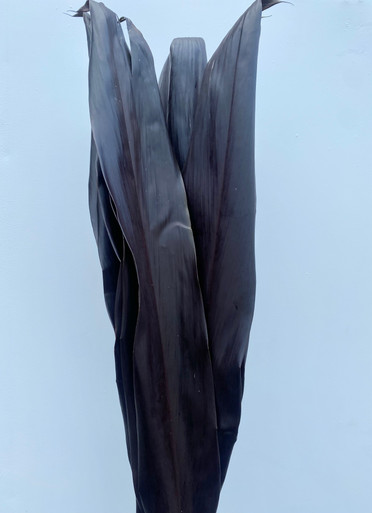 Ti Leaves (Burgundy/Black) - 10st. - Ramirez Wholesale Flowers Inc