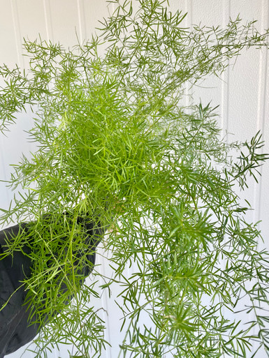 Asparagus ‘Sprengeri’ Fern - 10st. - Ramirez Wholesale Flowers Inc