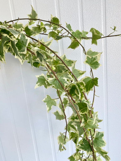 Hanging Ivy Variegated CA-Grown - 10st. - Ramirez Wholesale Flowers Inc