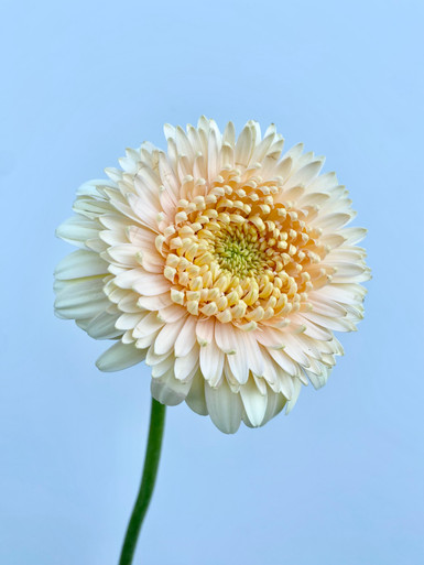 Gerrondo Gerber Daisy Peach/Apricot CA-Grown - 10st. - Ramirez ...