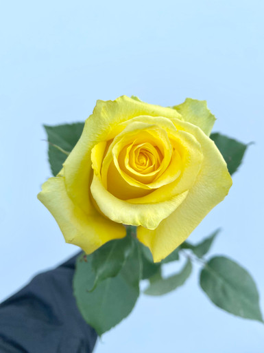 Tara Rose - 25st. - Ramirez Wholesale Flowers Inc