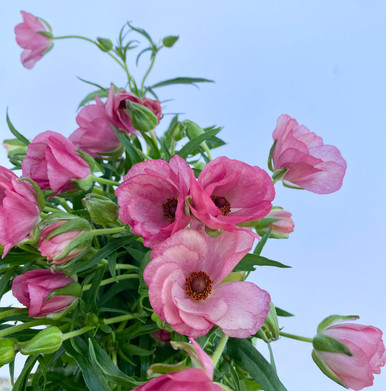 Ranunculus Butterfly Lycia - 10st. - Ramirez Wholesale Flowers Inc