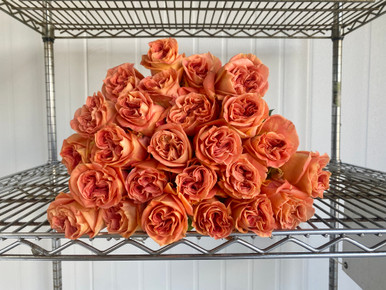Wild Spirit Roses - 25st. - Ramirez Wholesale Flowers Inc