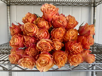 Carpe Diem Roses - 25st. - Ramirez Wholesale Flowers Inc