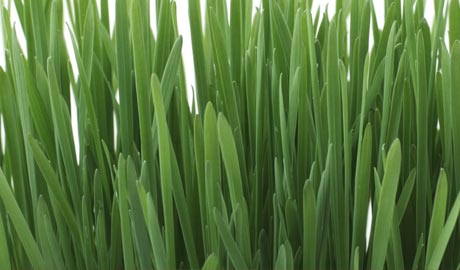 All You Need to Know About Wheatgrass - Juicers.ie