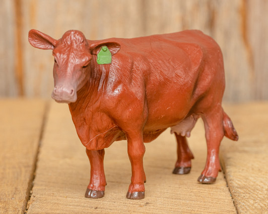 Red Angus Bull - Beastmaster Pro Rodeo Gear