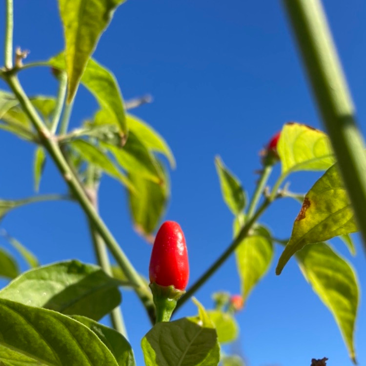 Pequin Pepper Seeds | Tyler Farms