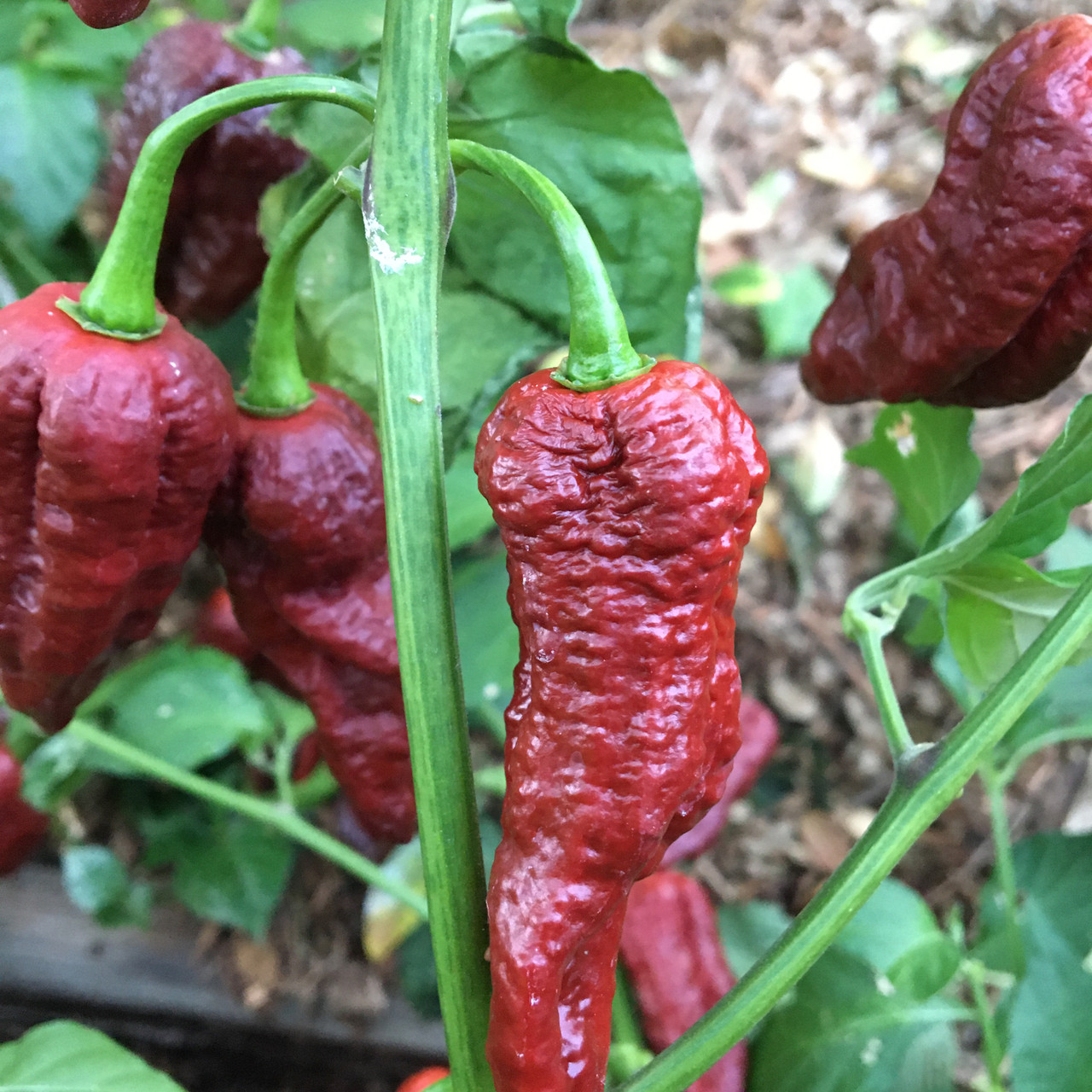 Chocolate Ghost Pepper Live Plant | Tyler Farms