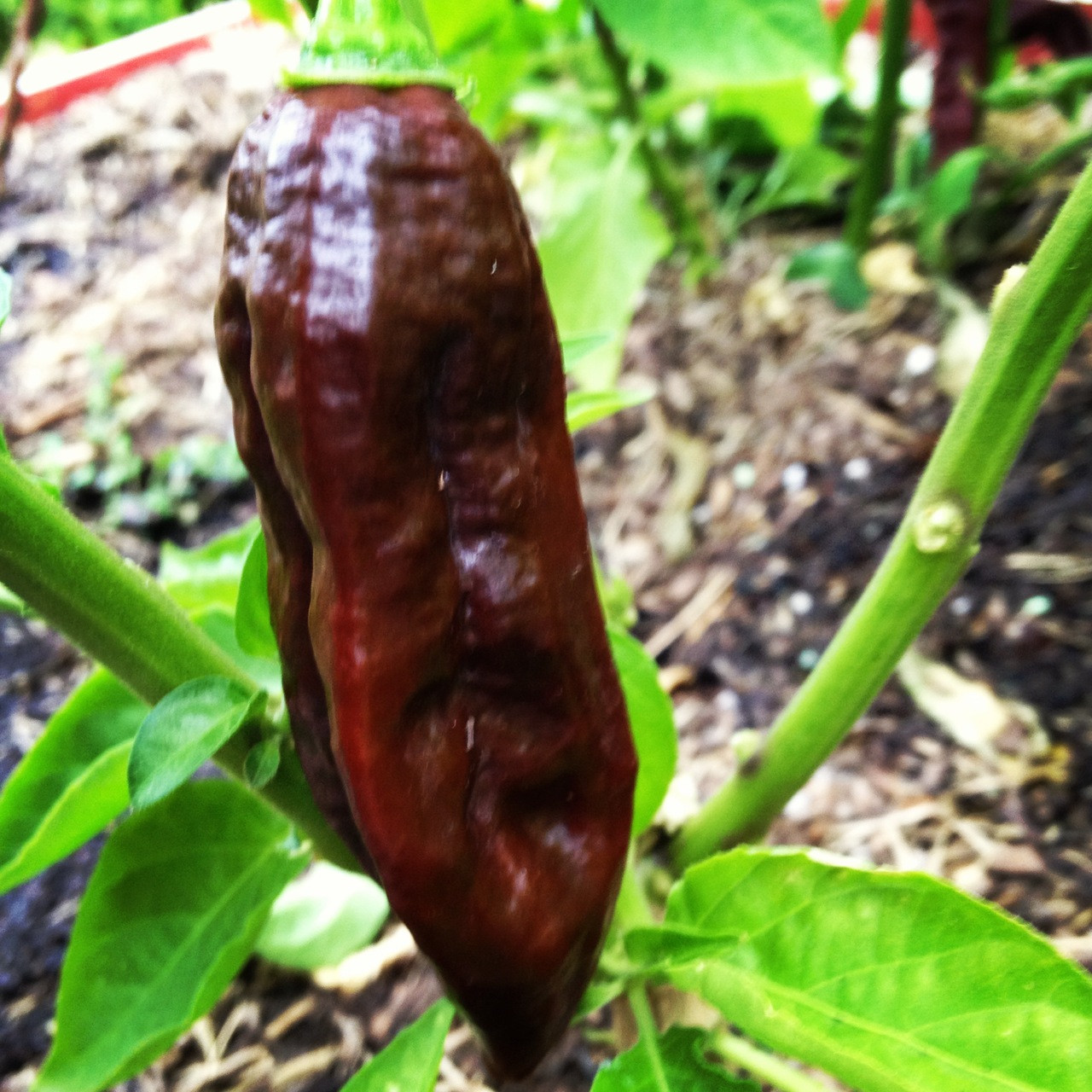 Chocolate Ghost Pepper Live Plant | Tyler Farms