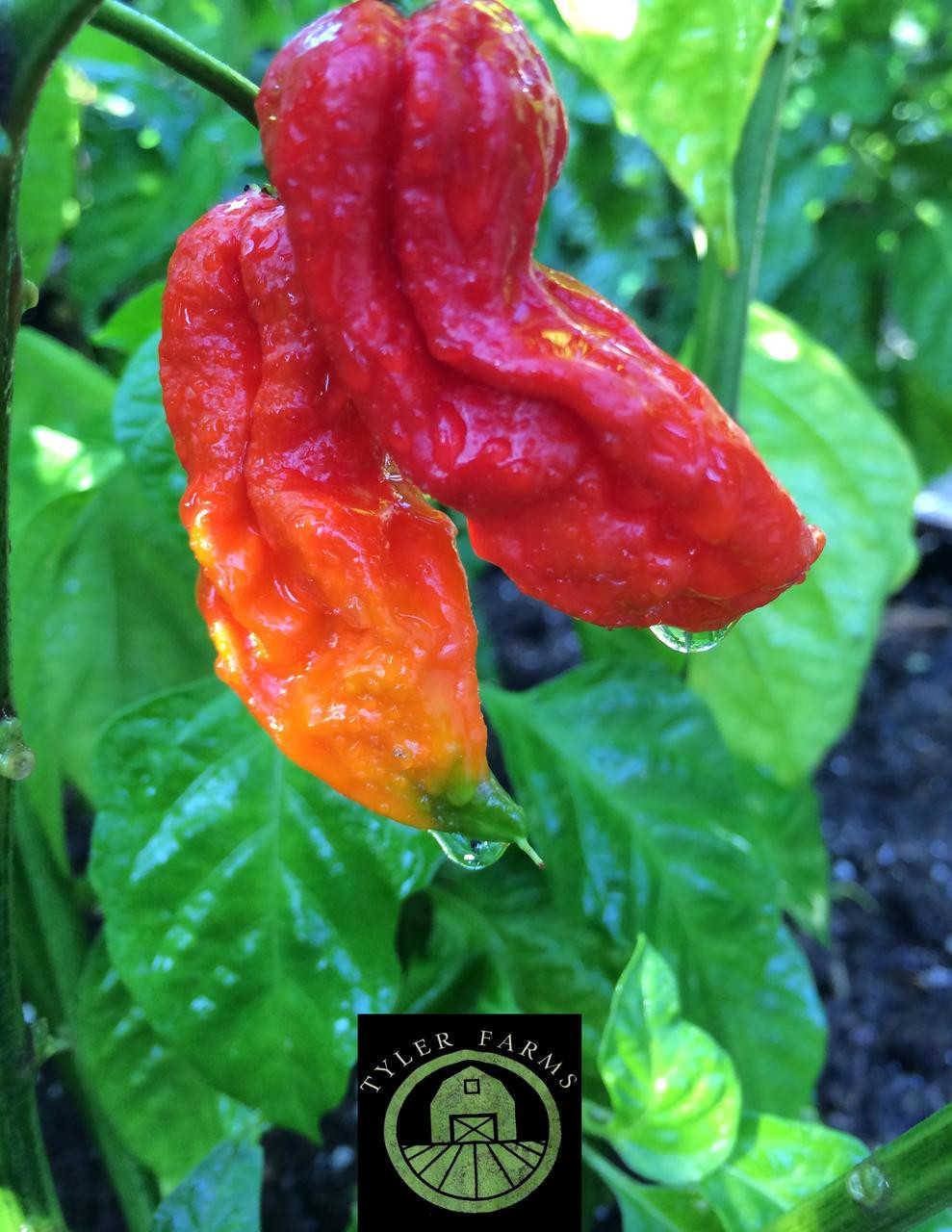 Red Ghost Pepper Seeds | Tyler Farms