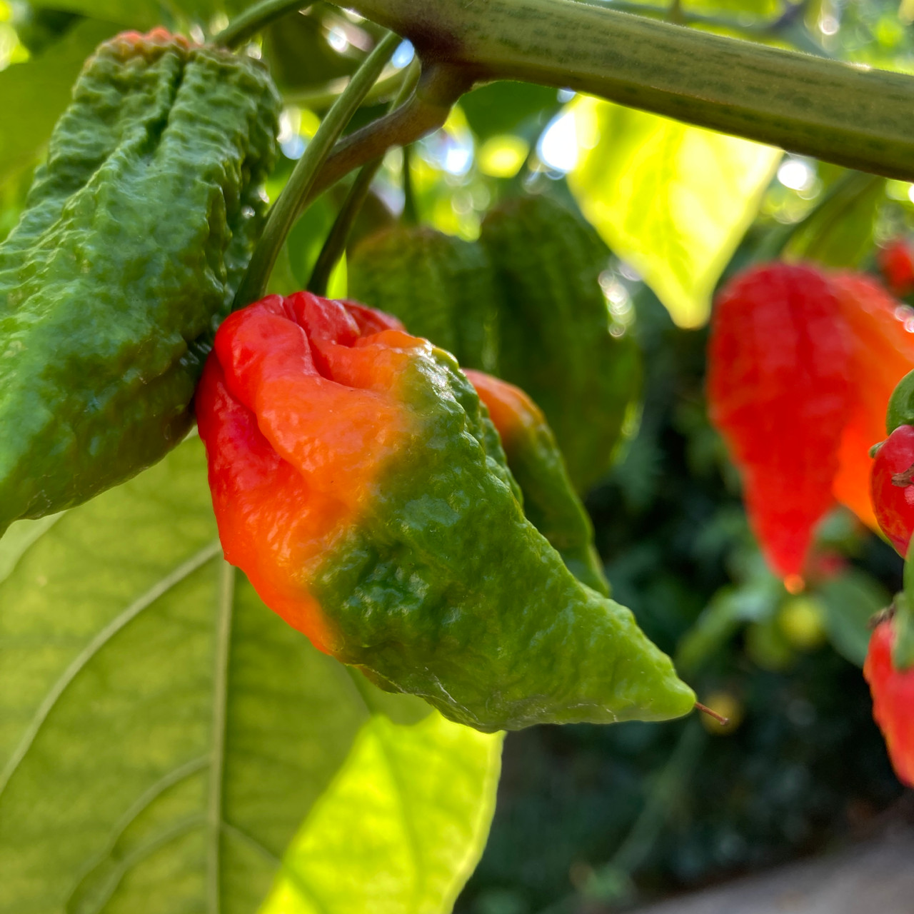 Red Ghost Pepper Seeds | Tyler Farms