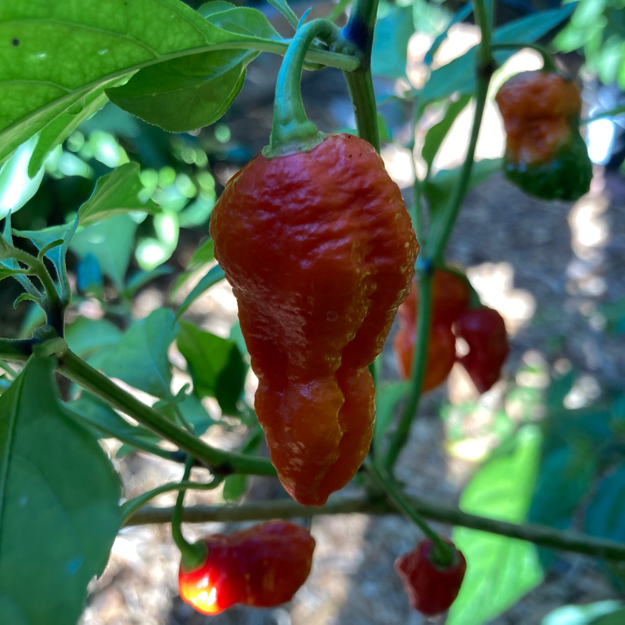 Red Ghost Pepper Seeds | Tyler Farms