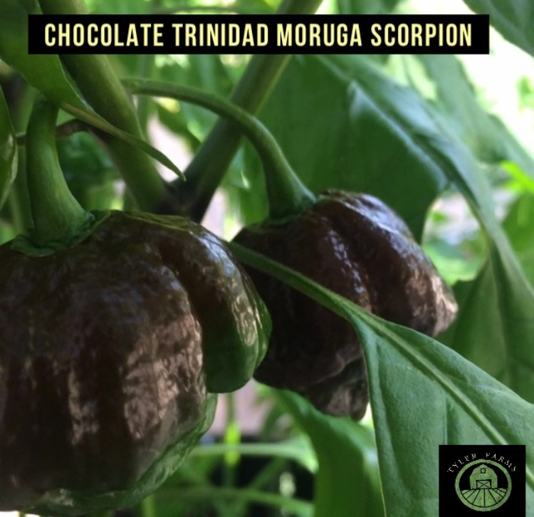 Stilvolle Chocolate Trinidad Scorpion Pepper Bild