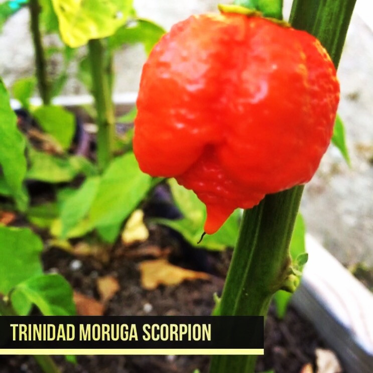 Trinidad Moruga Scorpion Pepper Seeds | Tyler Farms