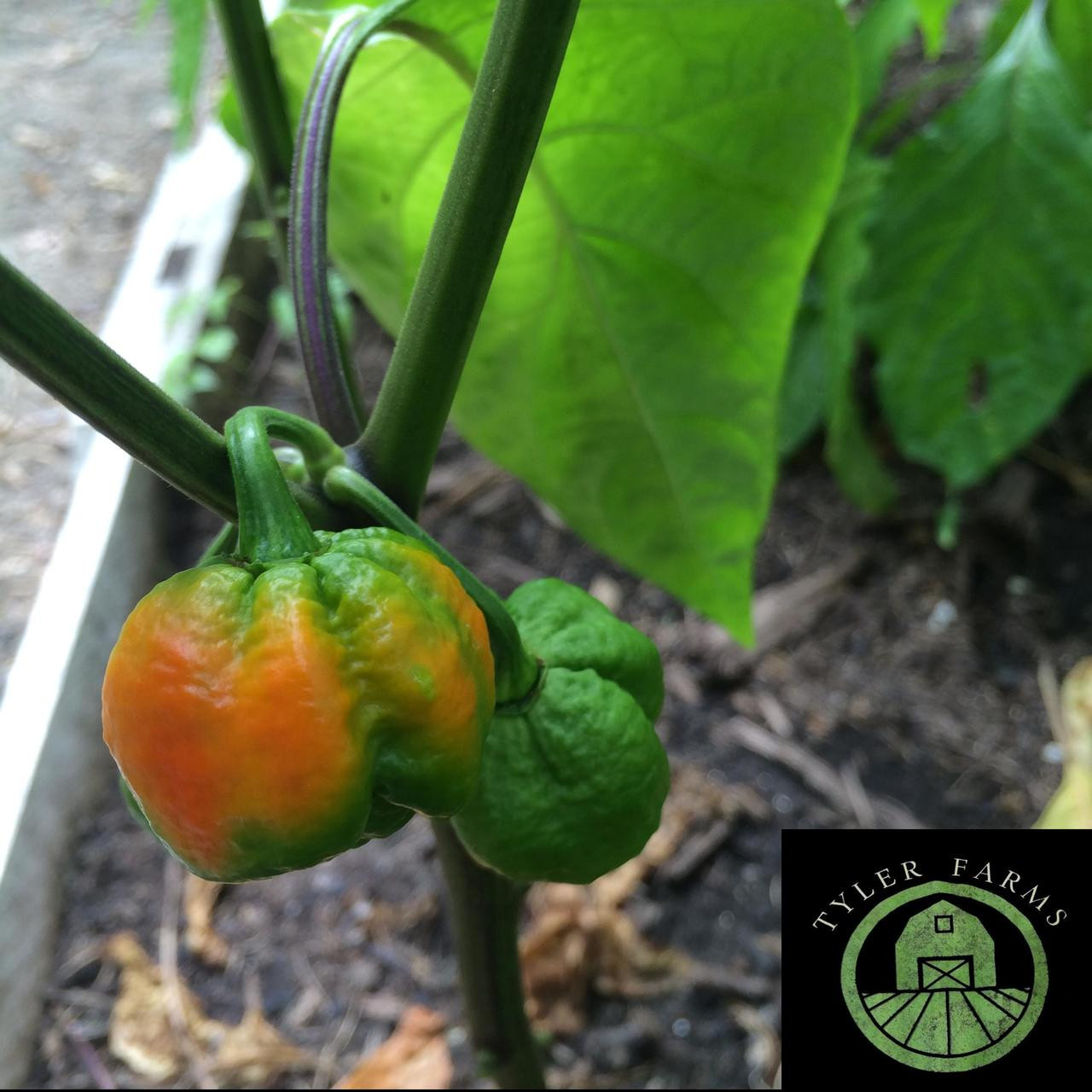 Trinidad Moruga Scorpion Pepper Seeds | Tyler Farms