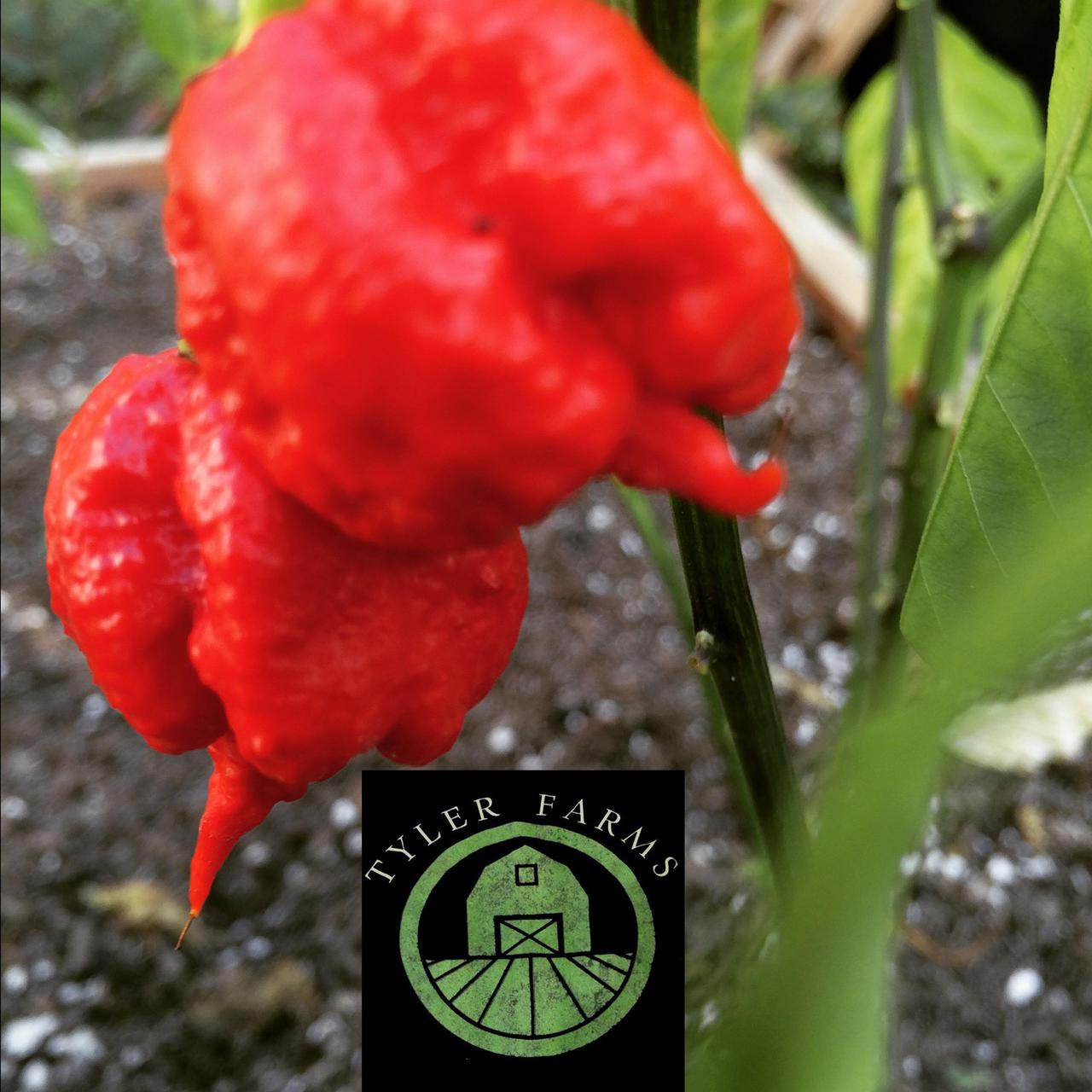 Carolina Reaper Pepper Seeds | Tyler Farms