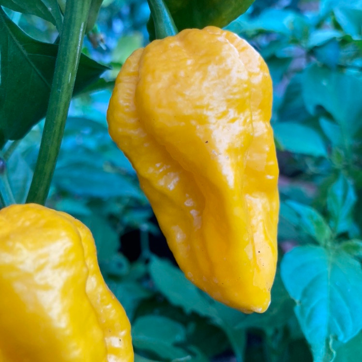 Yellow Ghost Pepper Peppers | Tyler Farms