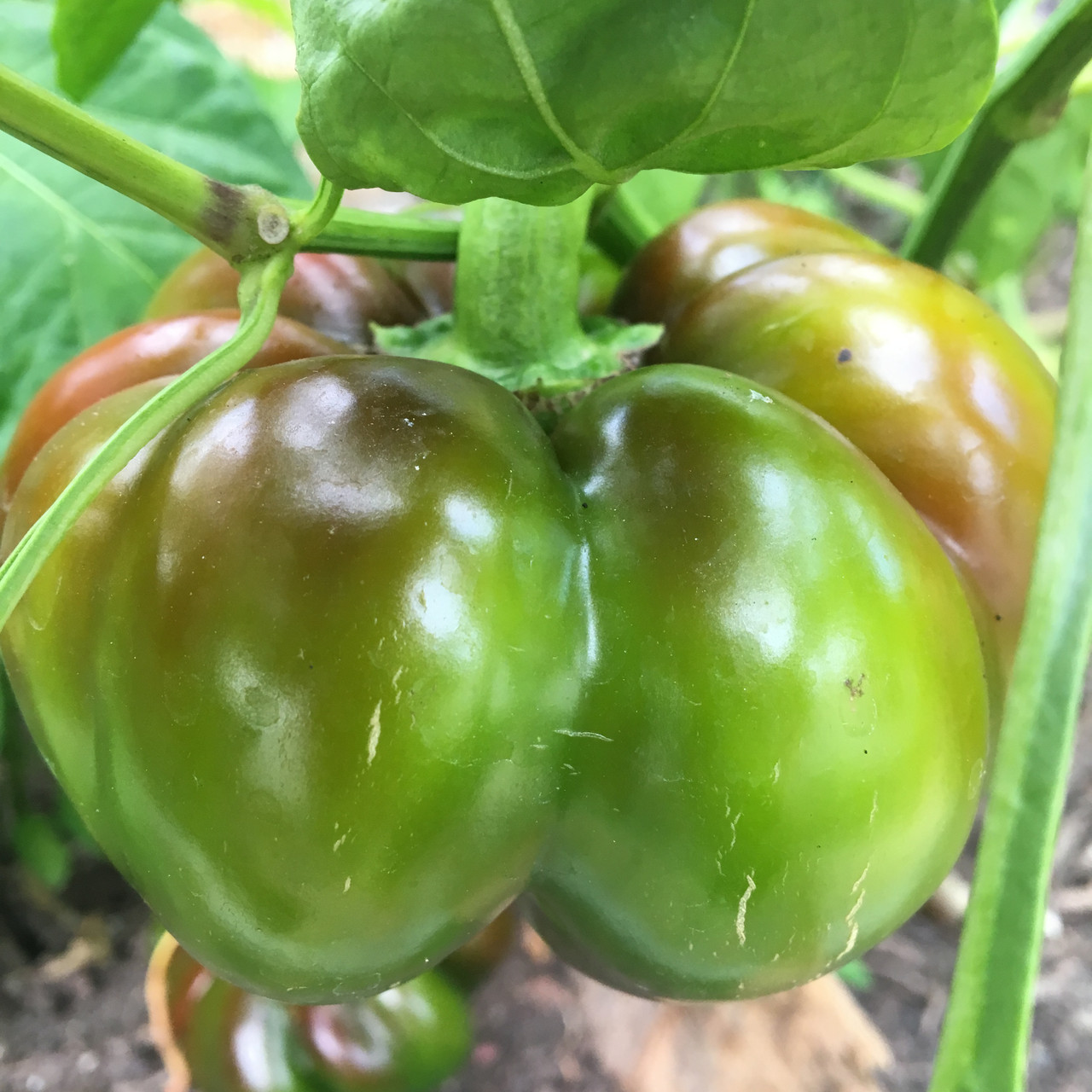 Ruffled Pimento Pepper Seeds | Tyler Farms