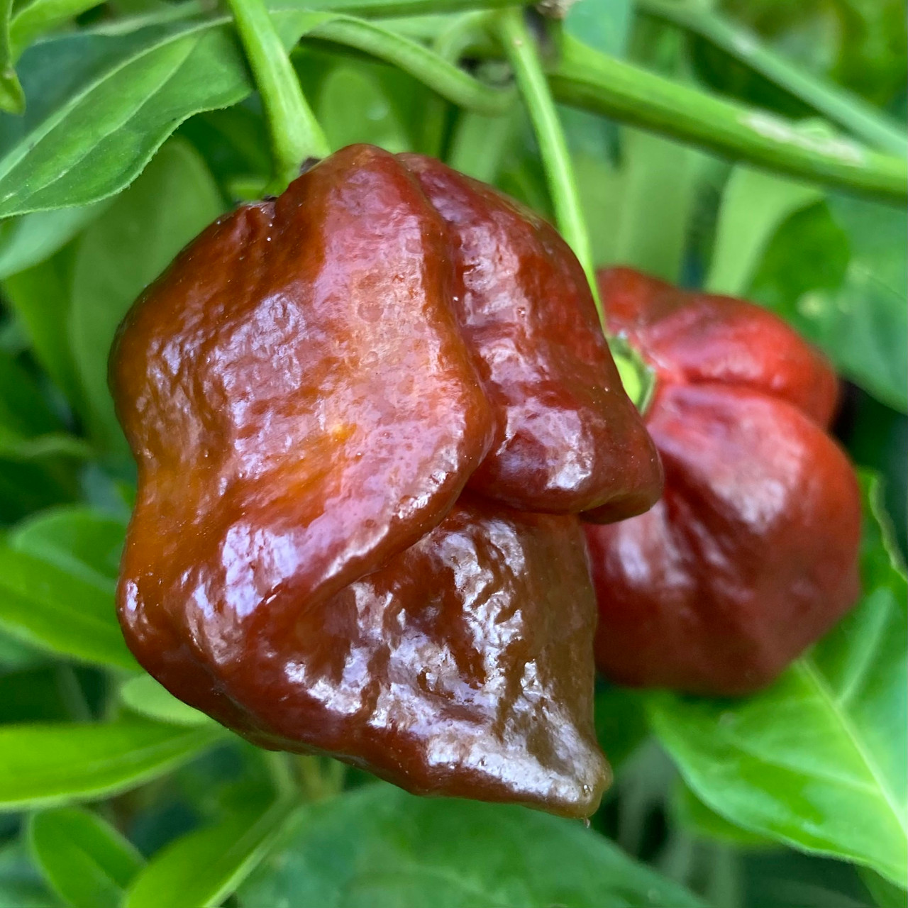Chocolate Trinidad Scorpion Pepper Seeds | Tyler Farms