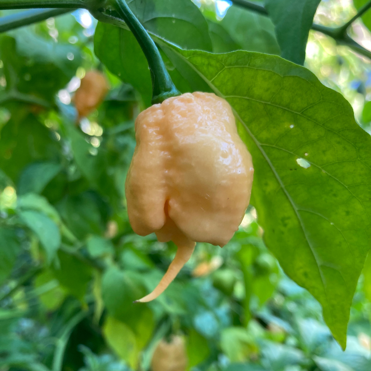 California Reaper Pepper Seeds | Tyler Farms