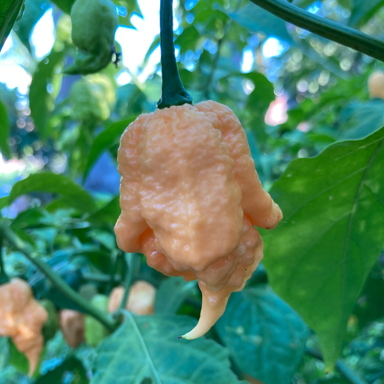 California Reaper Pepper Seeds | Tyler Farms