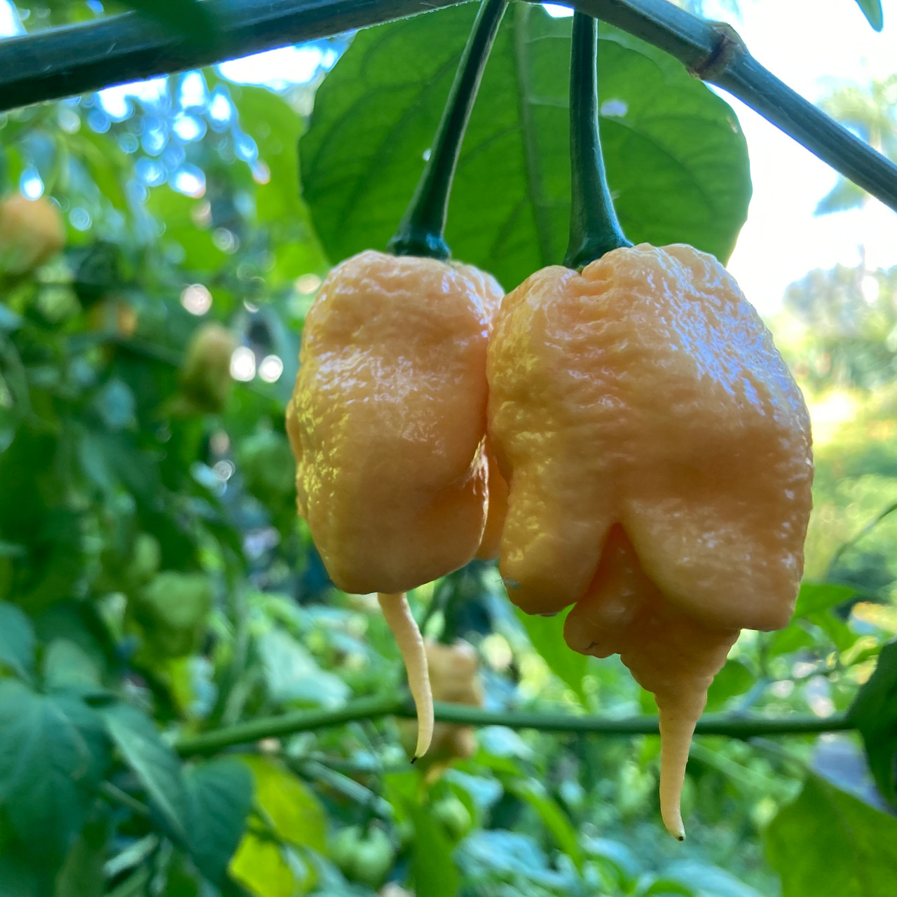 California Reaper Pepper Seeds | Tyler Farms