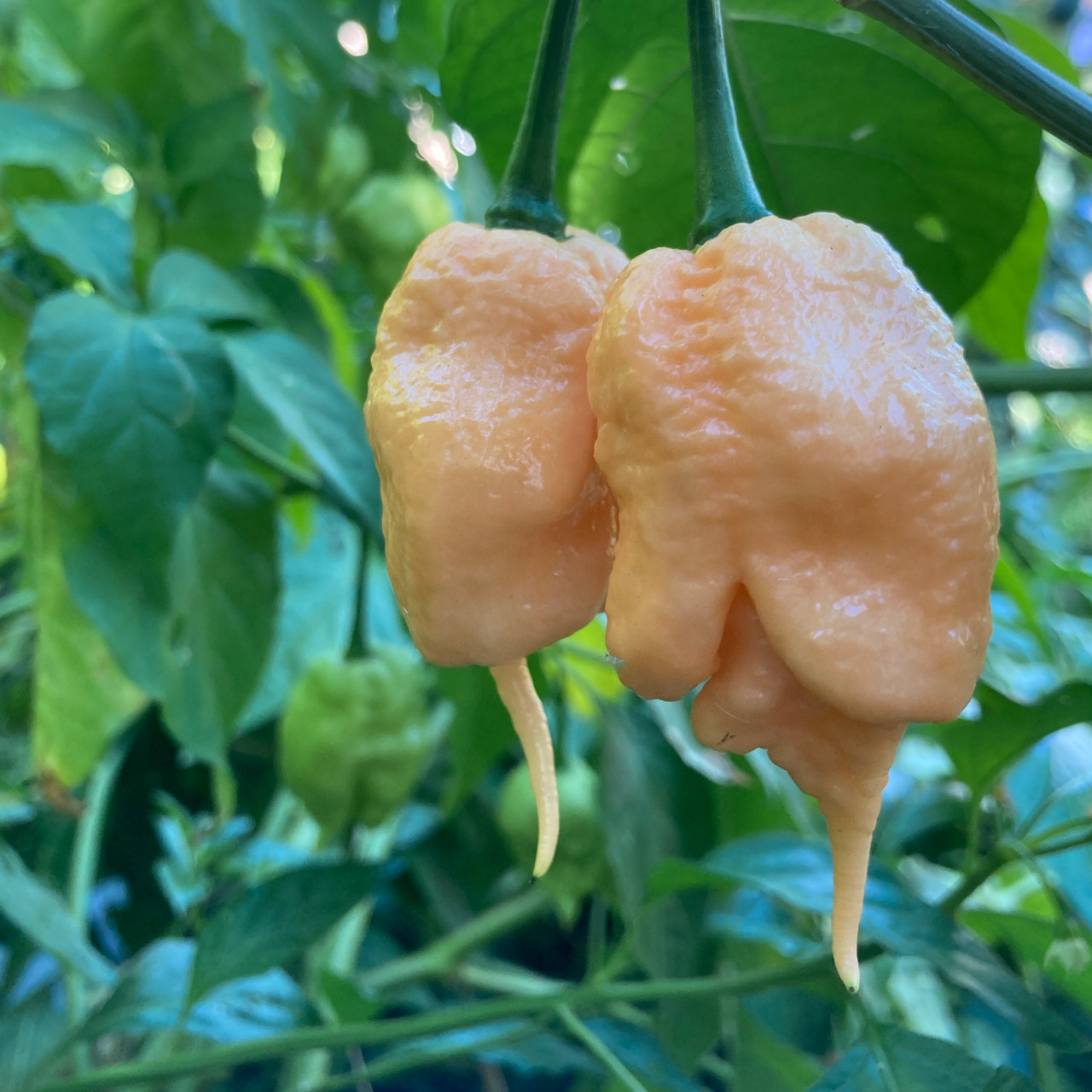 California Reaper Pepper Seeds | Tyler Farms