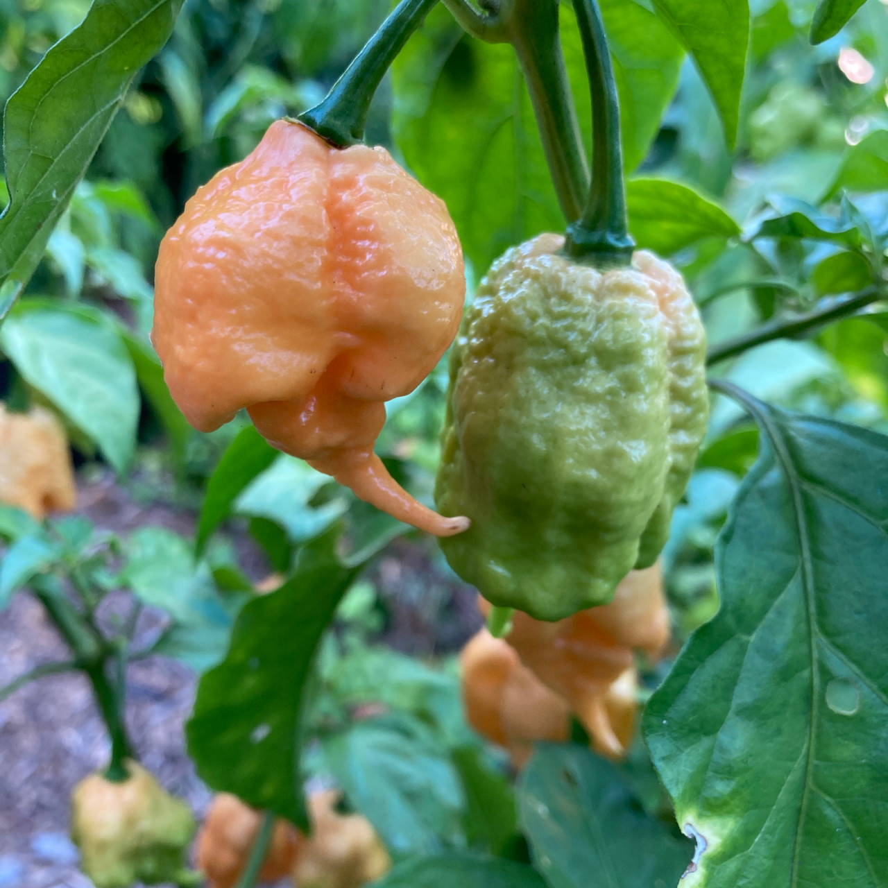 California Reaper Pepper Seeds | Tyler Farms
