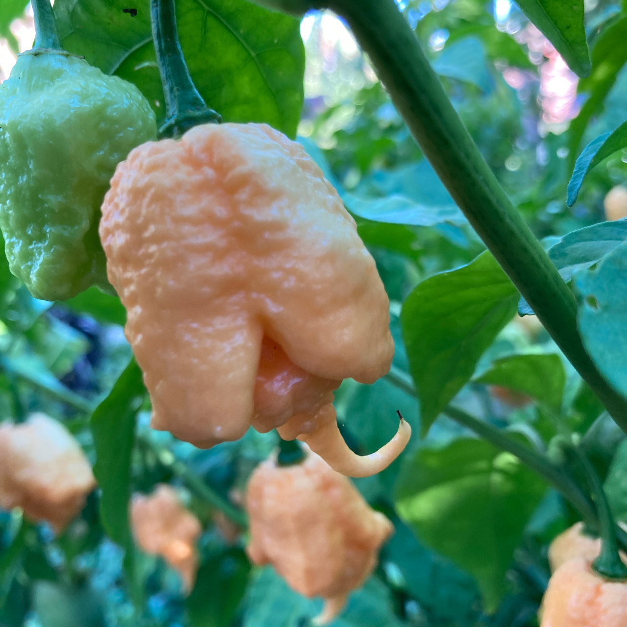 California Reaper Pepper Seeds | Tyler Farms