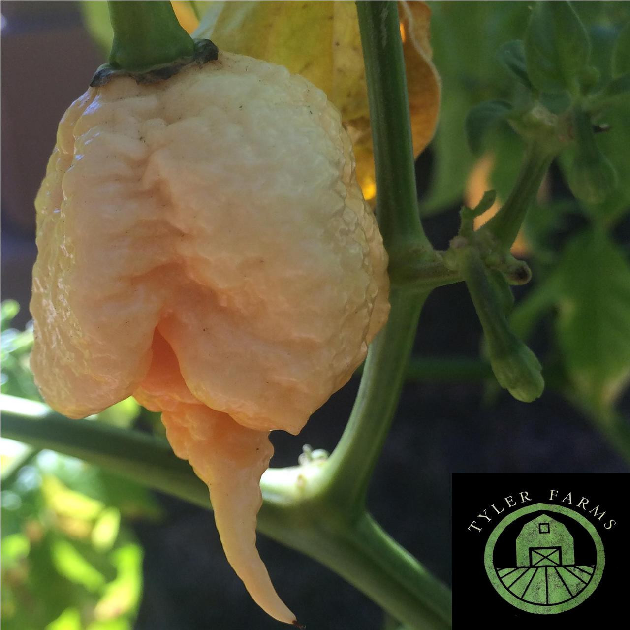 California Reaper Pepper Seeds | Tyler Farms