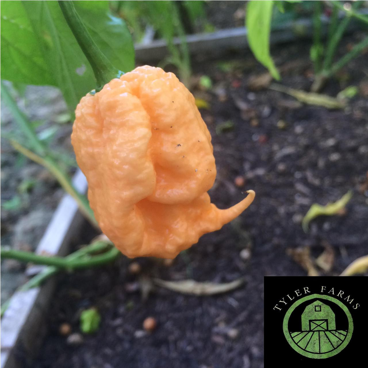 California Reaper Pepper Seeds | Tyler Farms