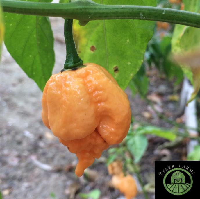 California Reaper Pepper Seeds | Tyler Farms