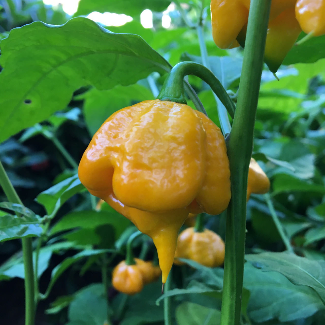 Yellow Carolina Reaper Pepper Seeds | Tyler Farms