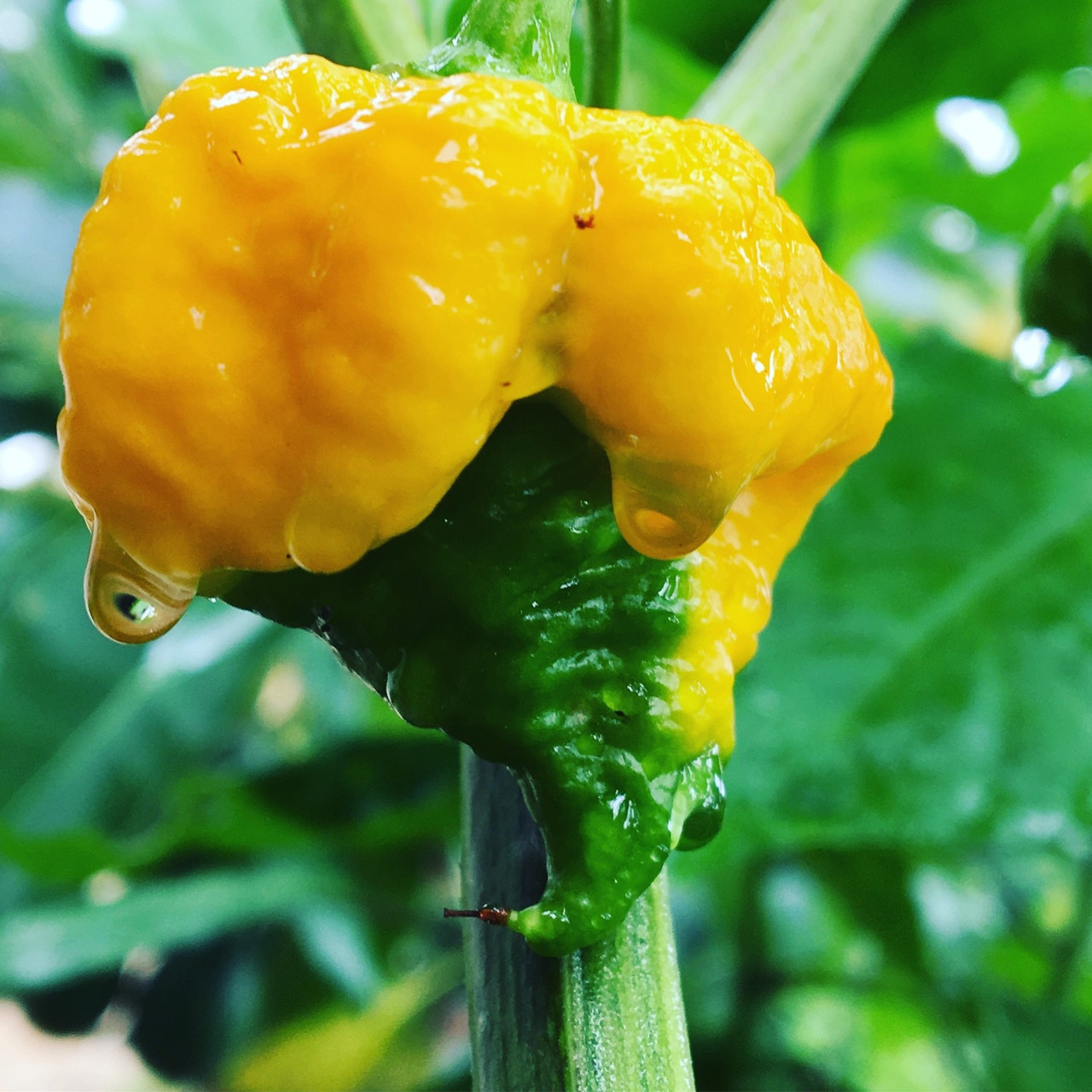 Yellow Carolina Reaper Pepper Seeds | Tyler Farms
