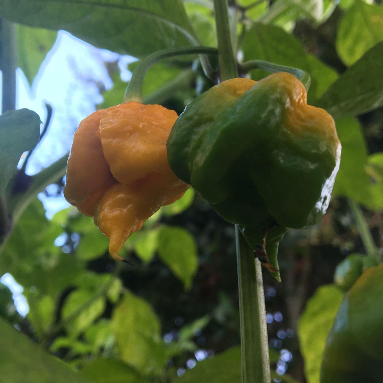 Yellow Carolina Reaper Pepper Seeds | Tyler Farms