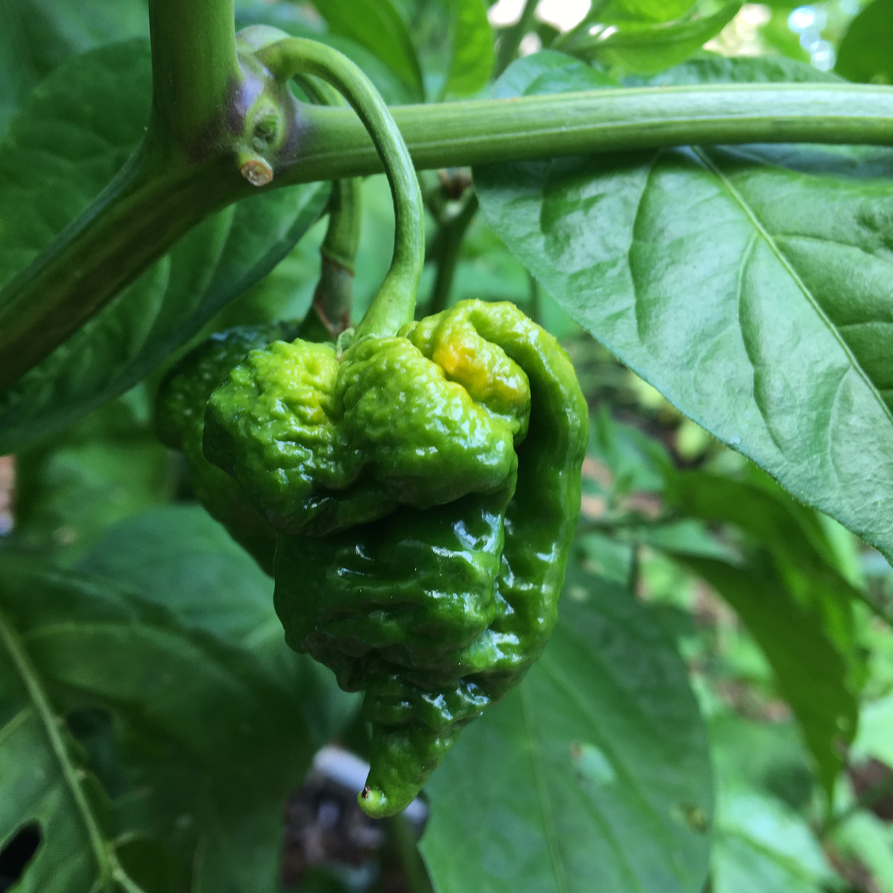 Yellow Carolina Reaper Pepper Seeds | Tyler Farms