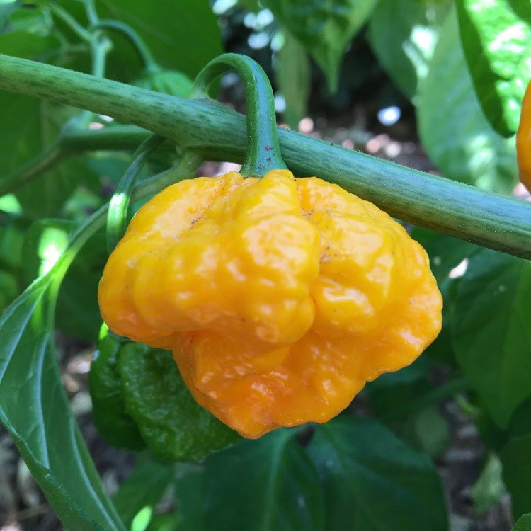 Yellow Scotch Brain Pepper Seeds | Tyler Farms