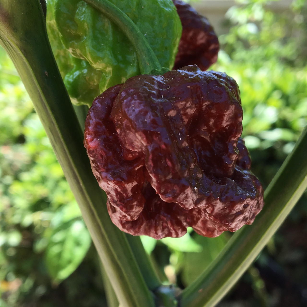 Chocolate 7 Pot Brain Strain Pepper Seeds | Tyler Farms