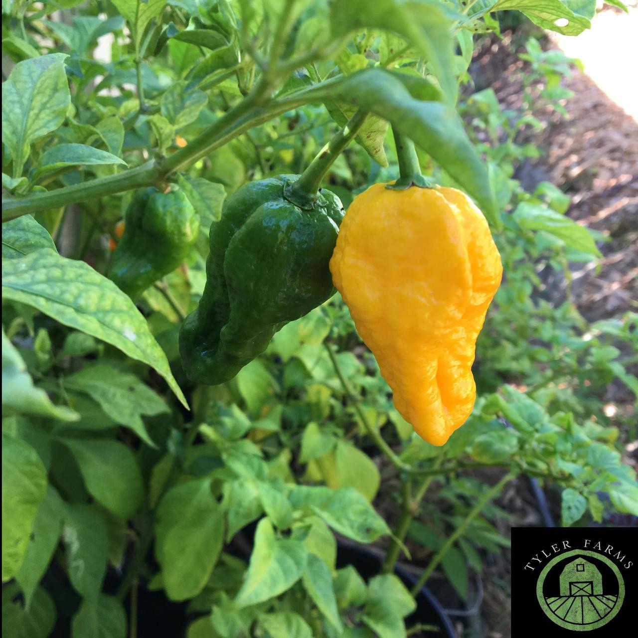 Big Yellow Mama Pepper Seeds | Tyler Farms