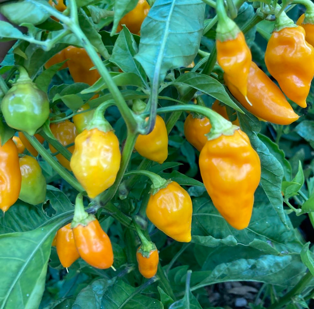 Datil Pepper Seeds | Tyler Farms