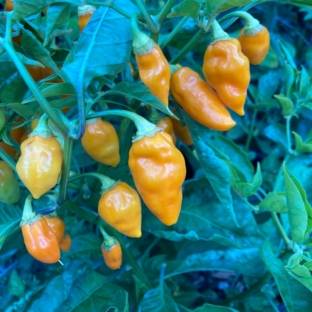 Datil Pepper Seeds | Tyler Farms