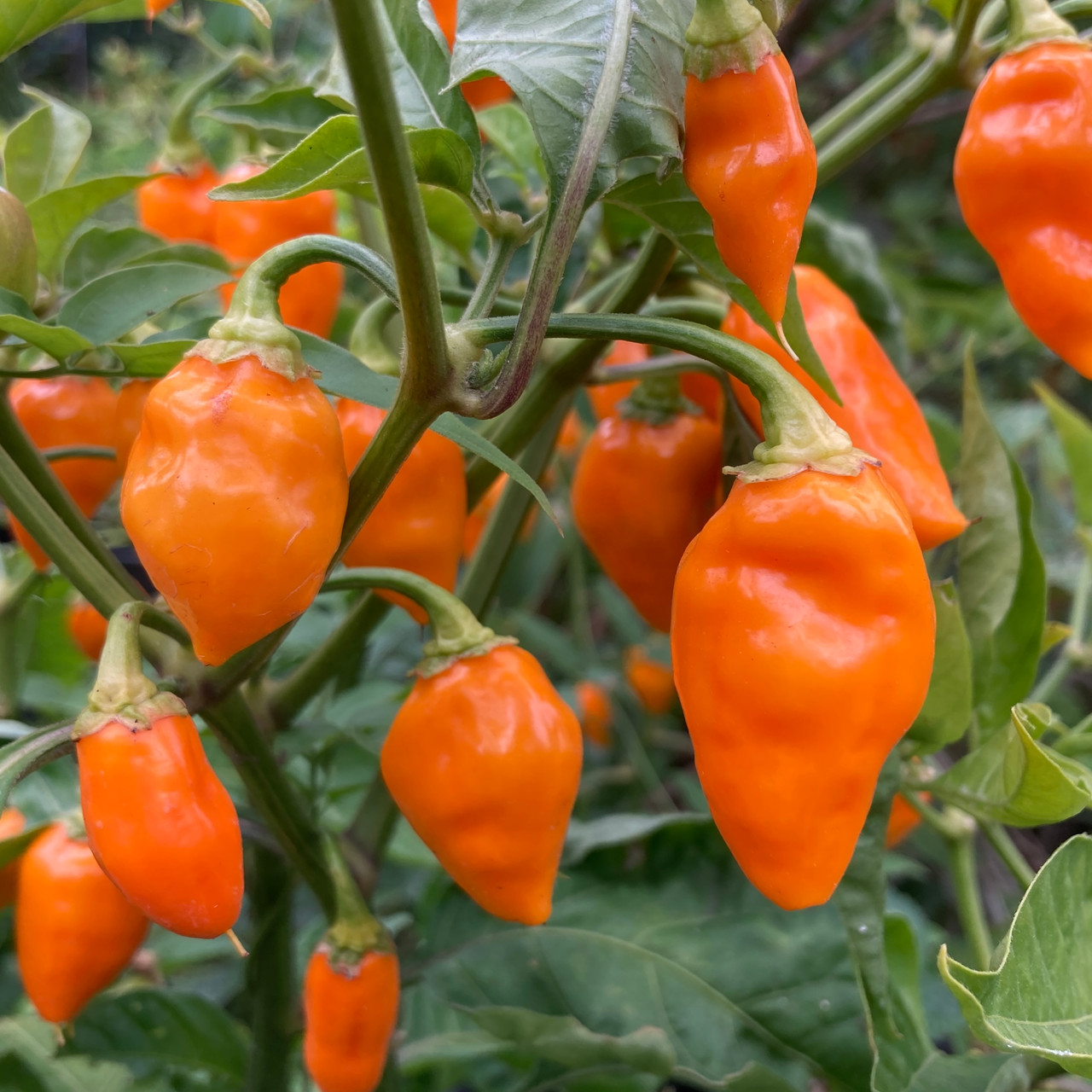 Datil Pepper Seeds | Tyler Farms