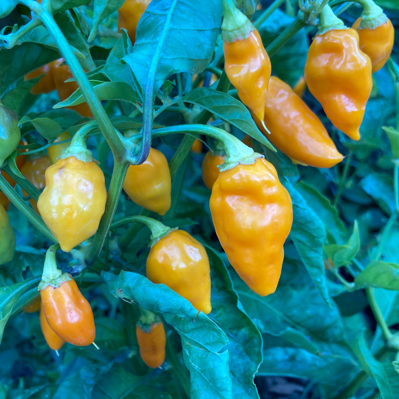 Datil Pepper Seeds | Tyler Farms
